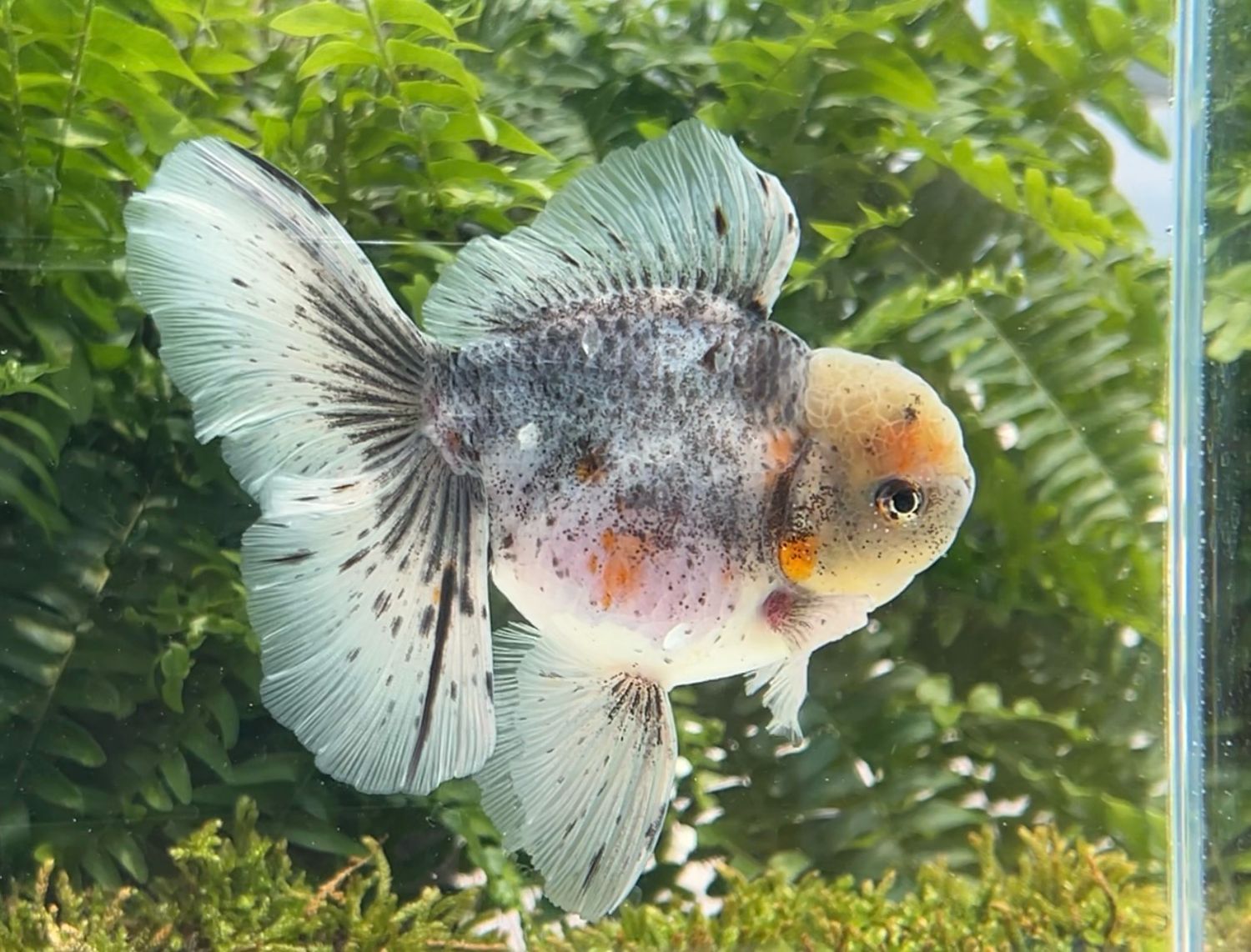 Kirin Rosetail Oranda (M, 5”) - Free Shipping