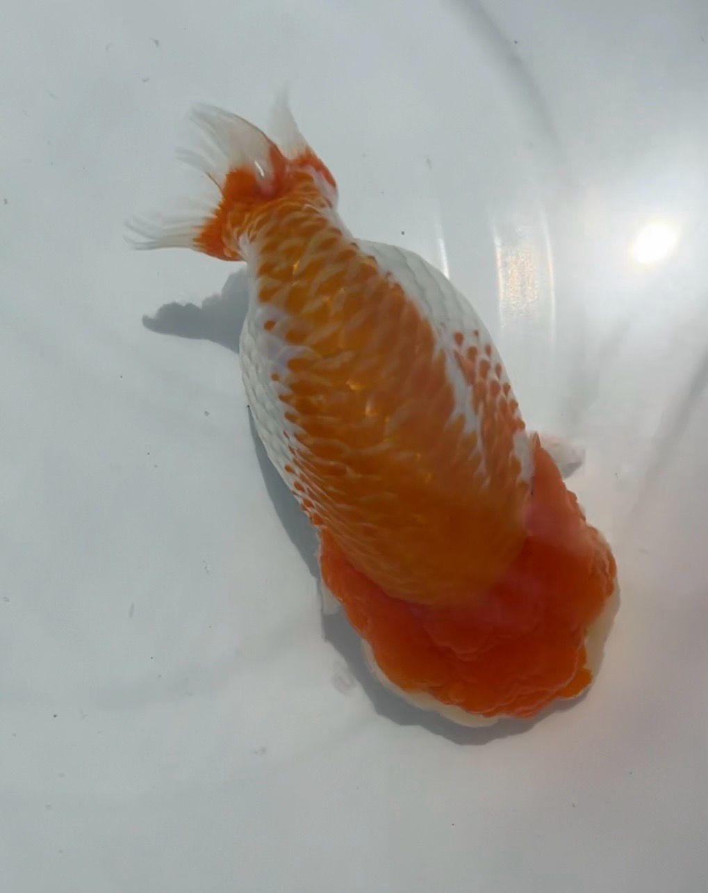 Dragon Scale Red And White Yuanbao Ranchu (F, 5”) - Free Shipping