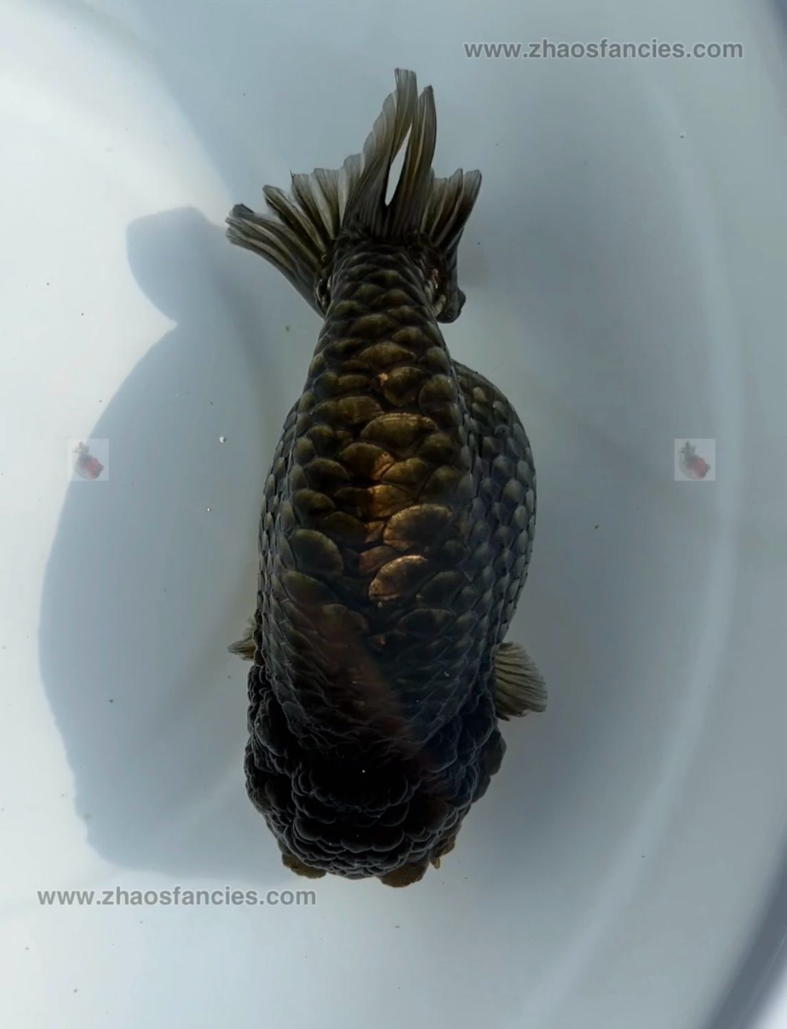 Dragon Scale Black Yuanbao Ranchu (F, 6”) - Free Shipping