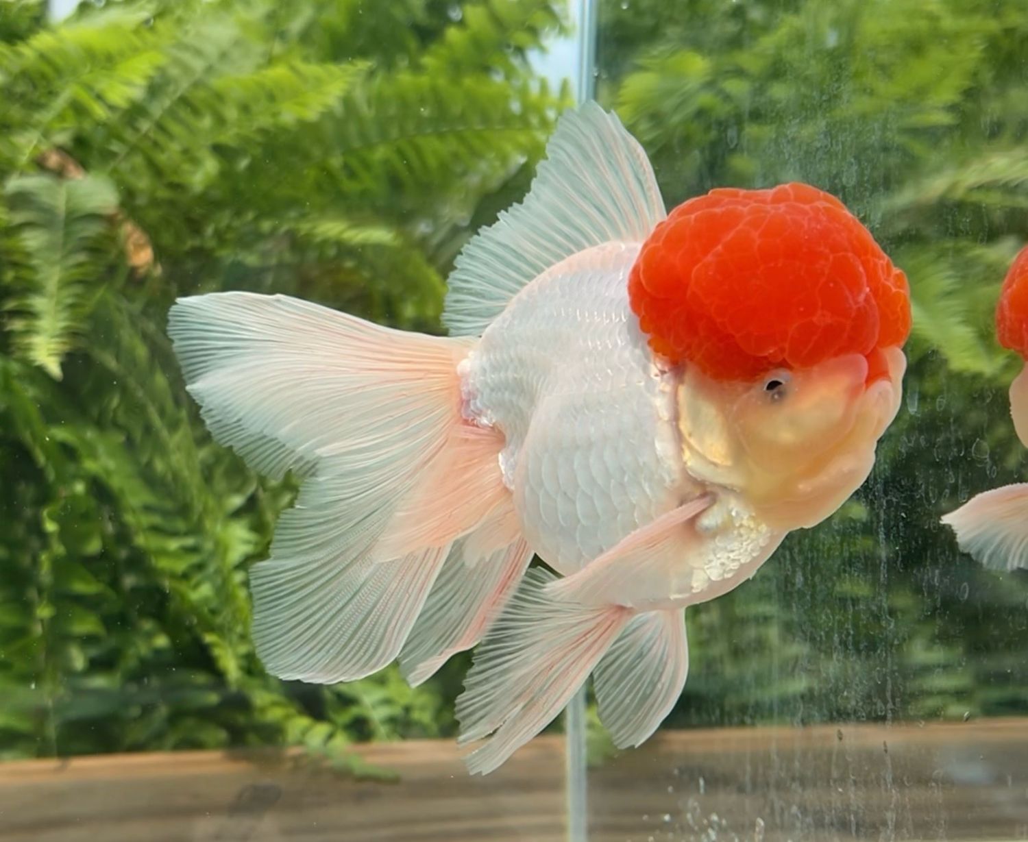 Tancho High Head Oranda (M, 5.5”) - Free Shipping