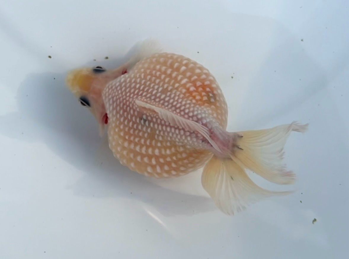 White Mousehead Pearlscale (4”) - Free Shipping