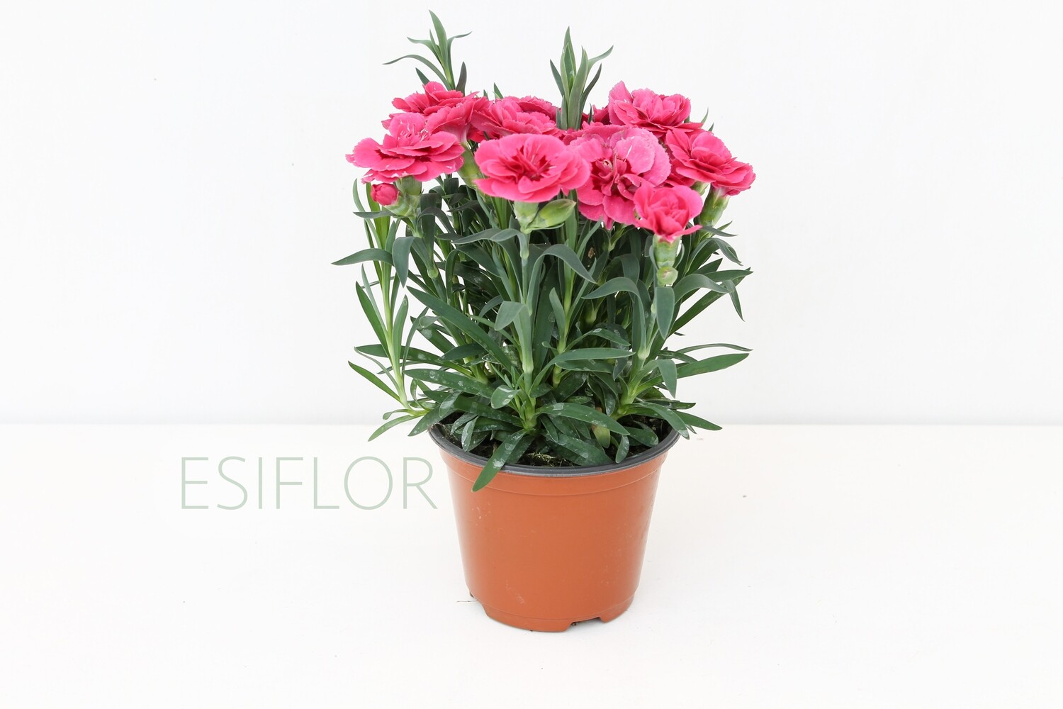 Garofanino ( Dianthus ) Vaso 12