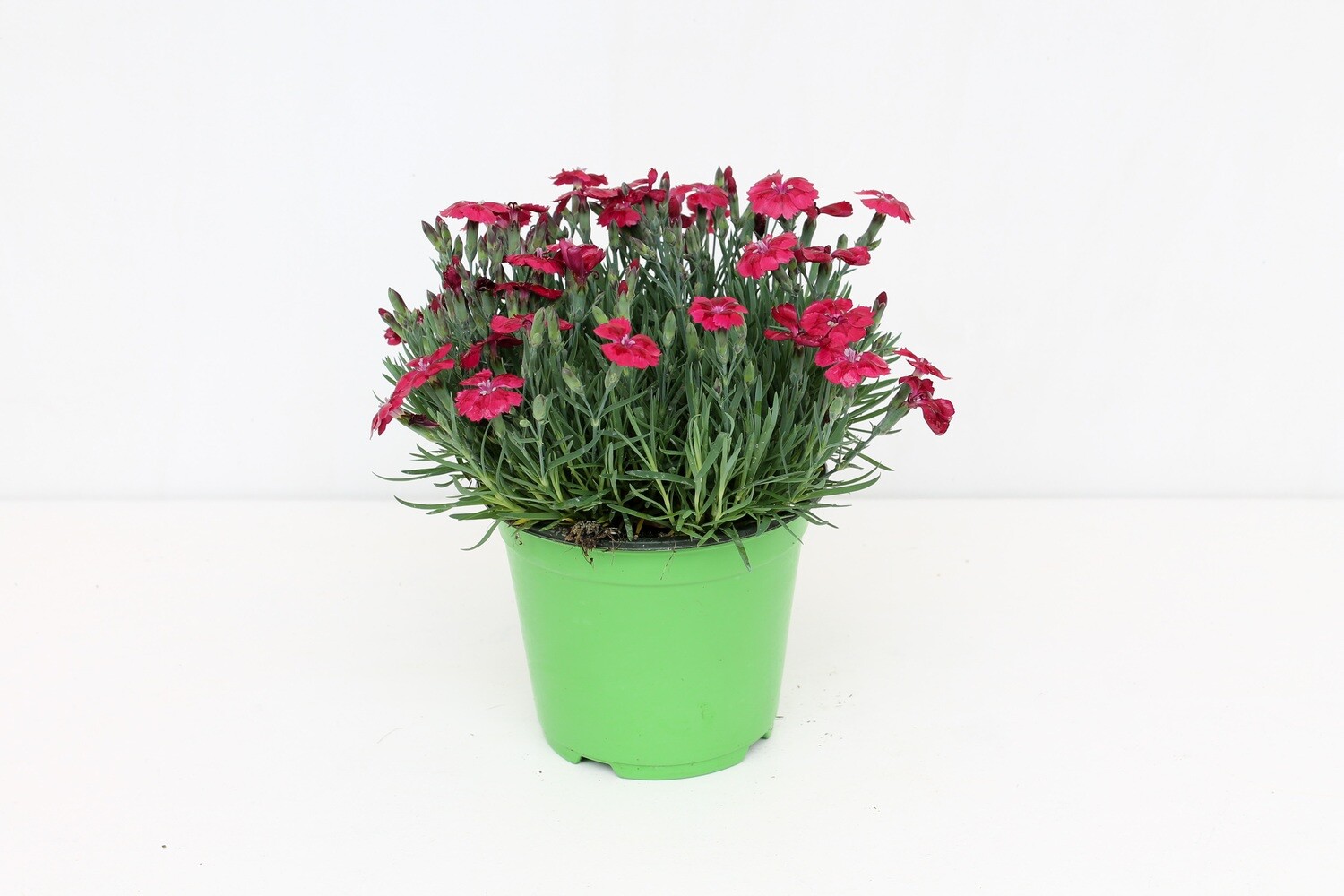 Garofanino ( Dianthus ) Vaso 14