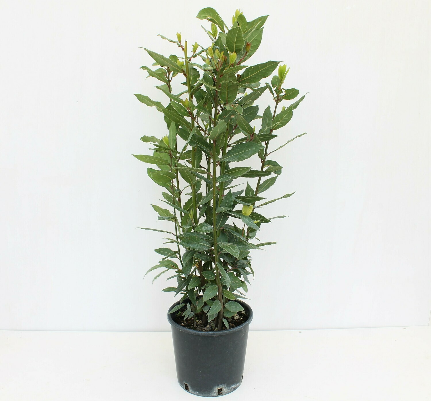 Alloro ( Laurus nobilis )