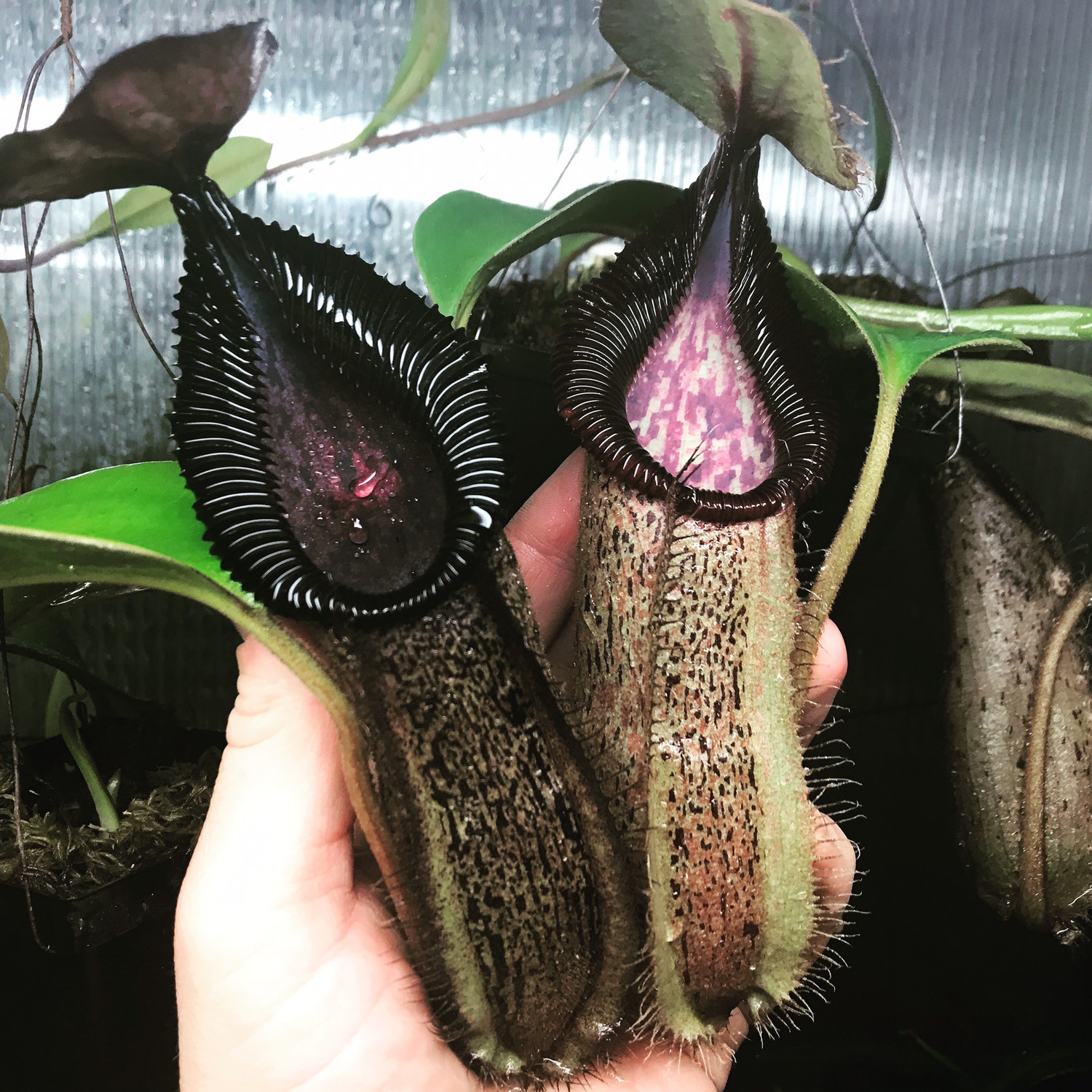 Nepenthes robcantleyi x hamata for sale Carnivorous plants for sale Canada