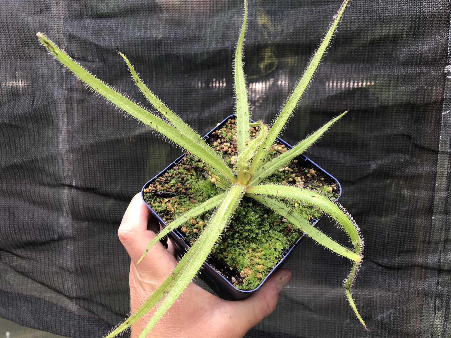 Drosera regia King Sundew for sale Canada