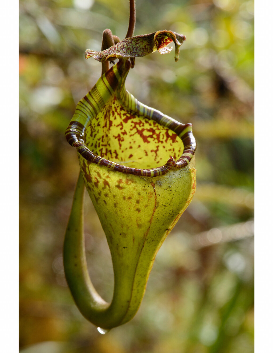 Nepenthes Eymae For Sale Carnivorous Plants For Sale Canada Nepenthes Eymae For Sale Carnivorous Plants For Sale Canada