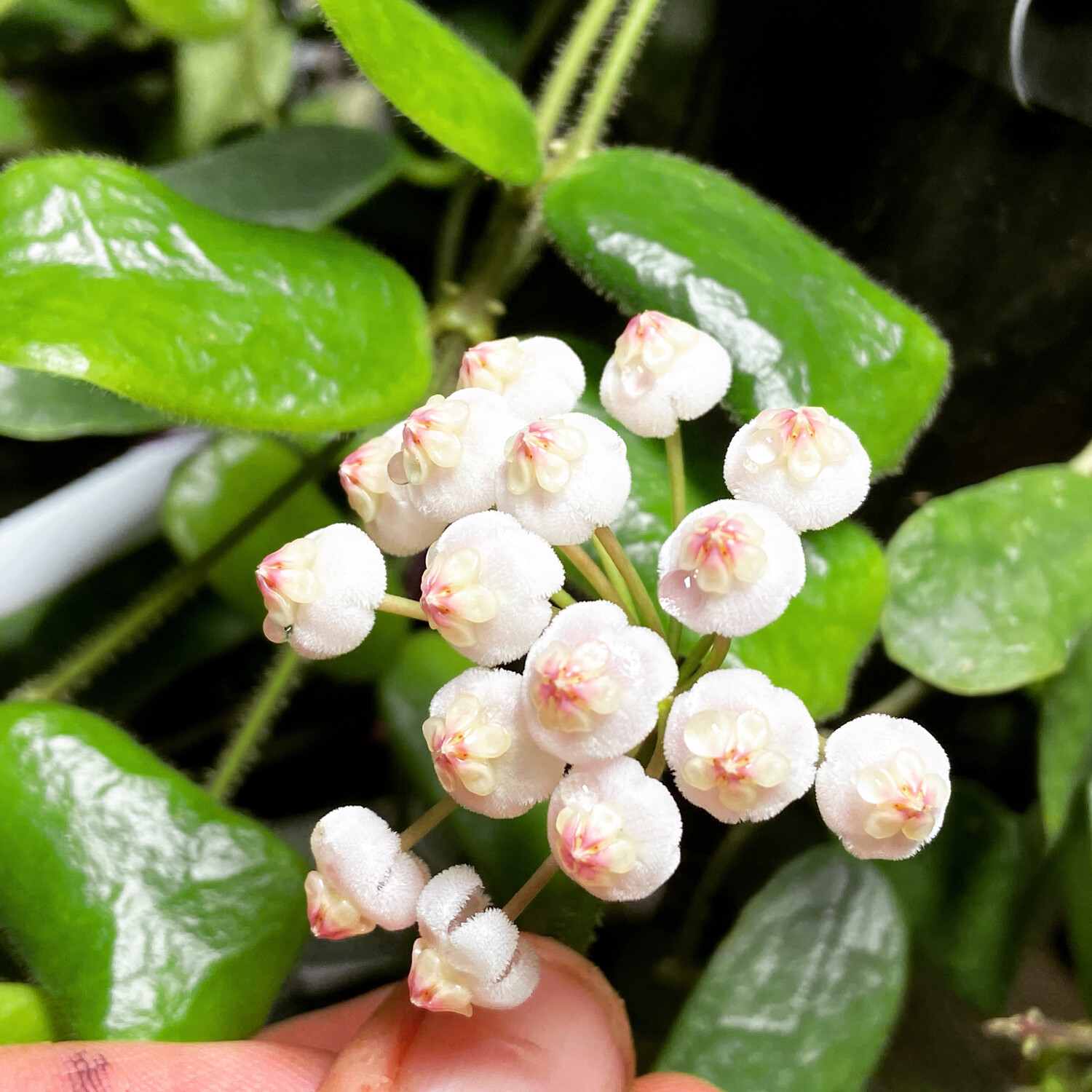 Hoya rotundiflora For sale Canada