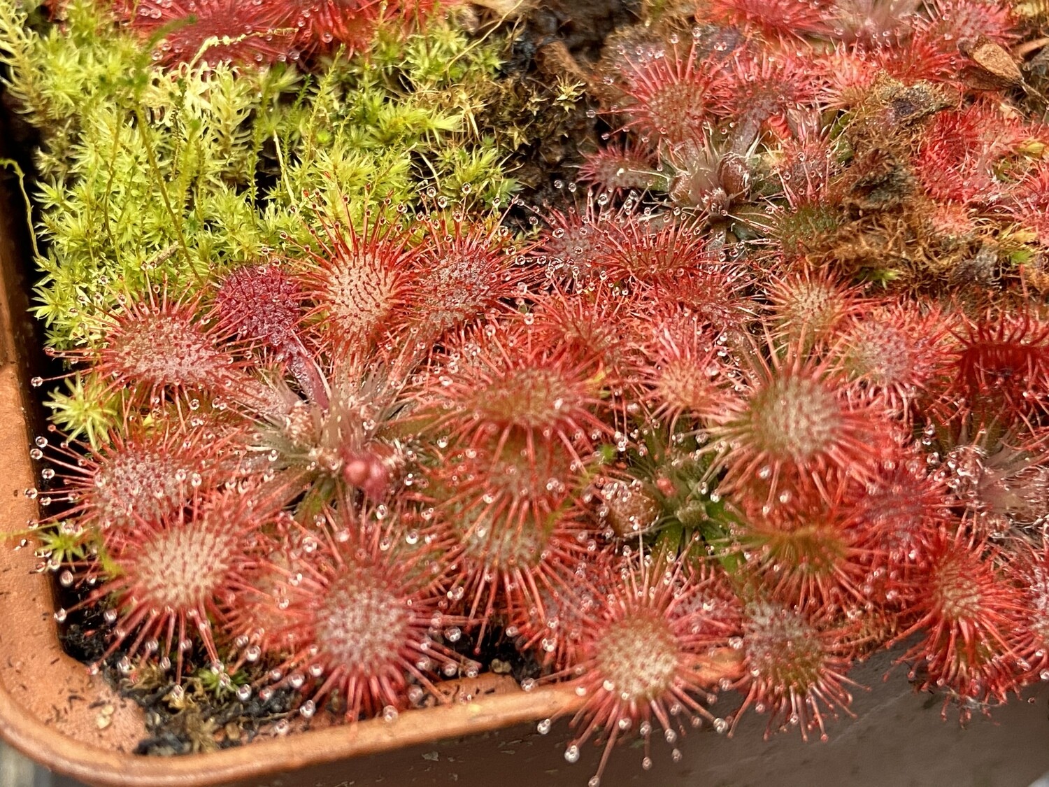 Drosera aliciae Alice sundew for sale Canada