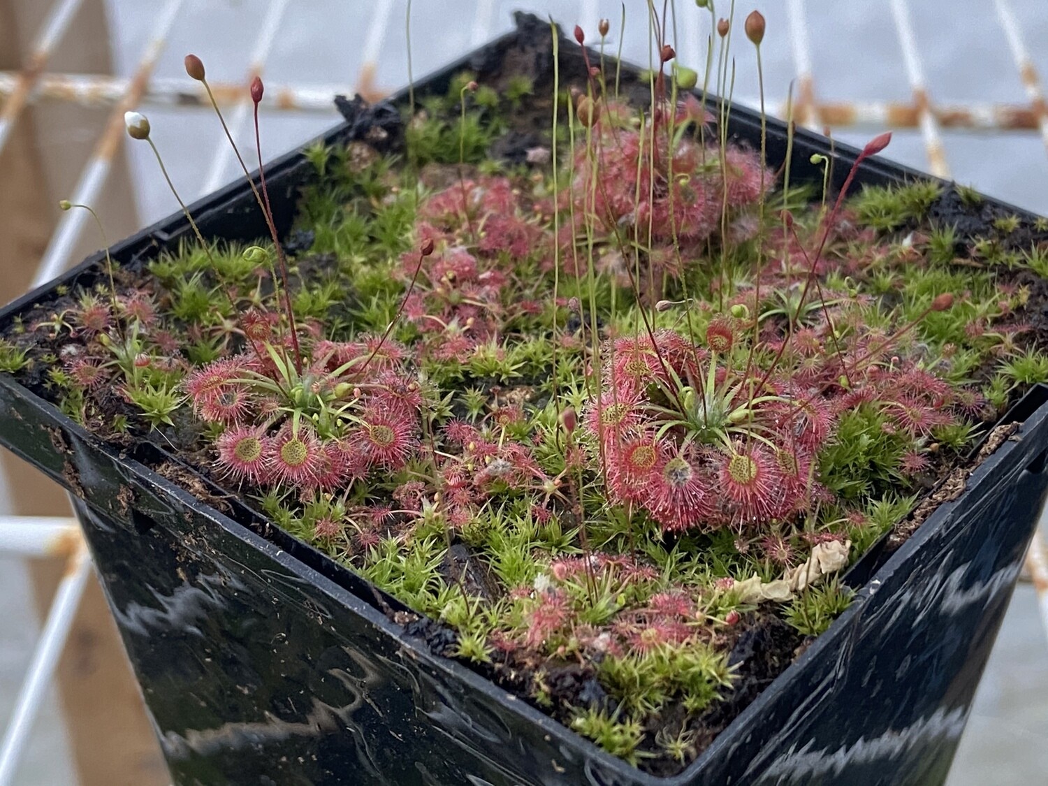 Drosera oreopodion Pygmy sundew for sale Canada