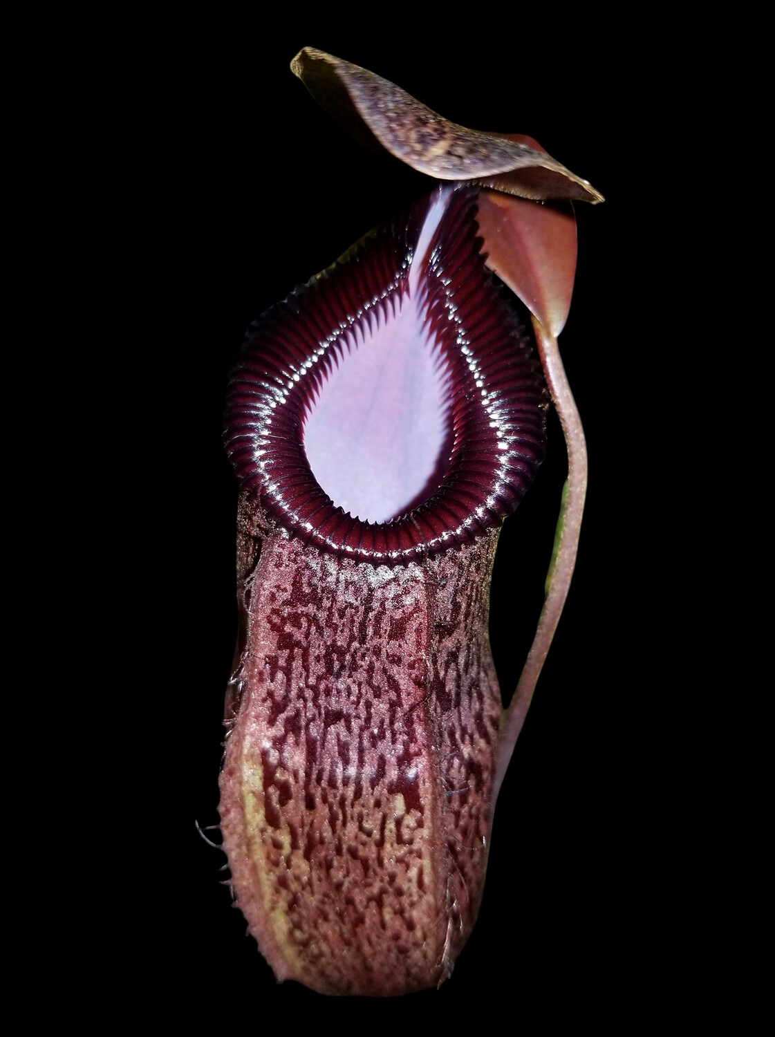 Nepenthes sibuyanensis x hamata Carnivorous plants for sale Canada