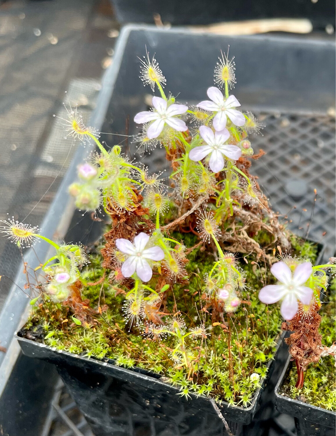 Drosera oreopodion Pygmy sundew for sale Canada