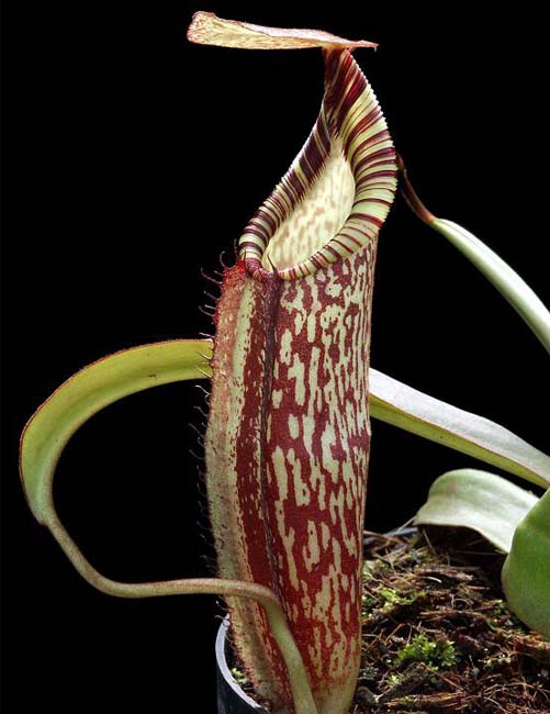 Nepenthes spectabilis for sale Carnivorous plants for sale Canada