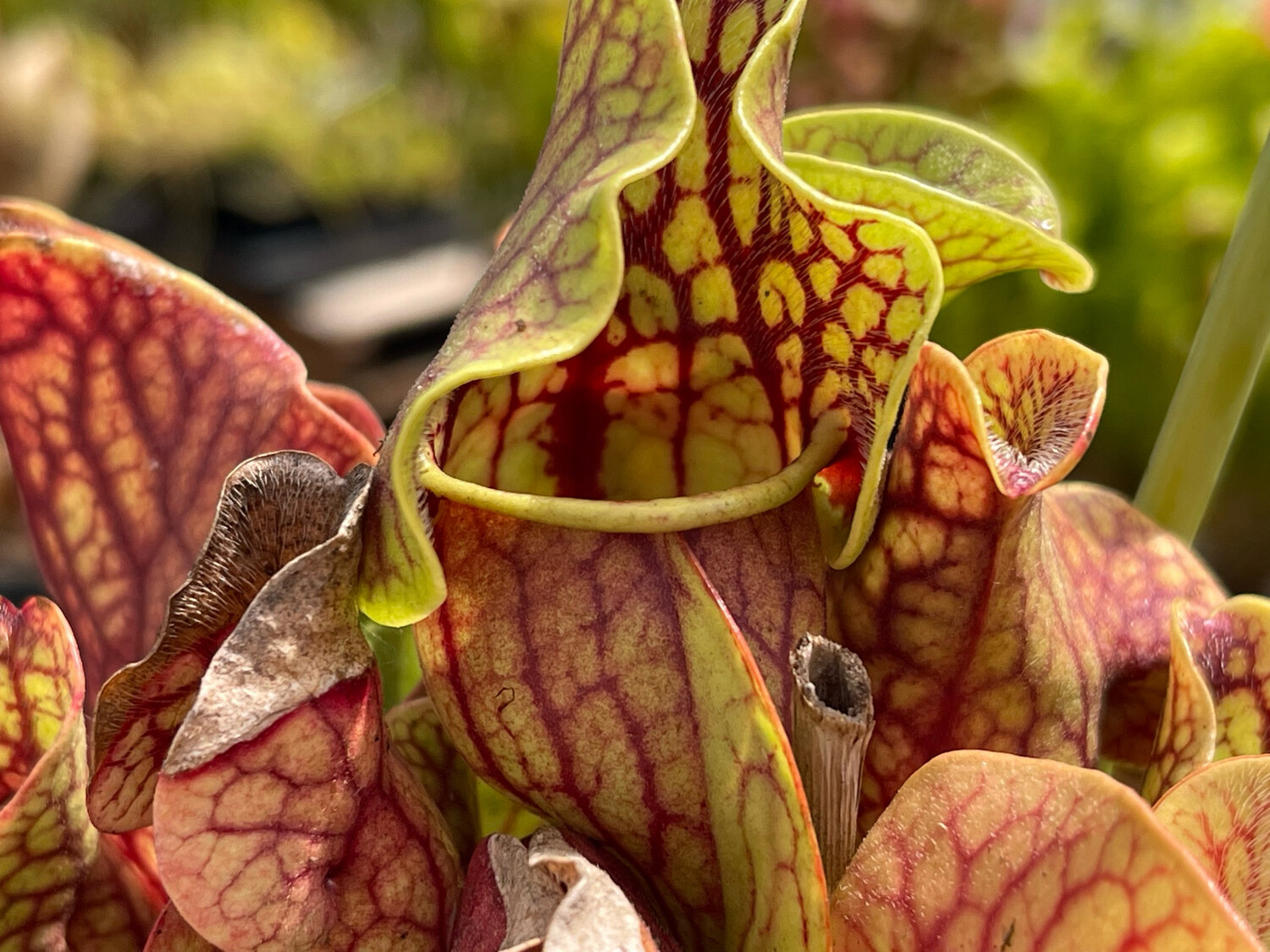 Sarracenia purpurea Venosa Var Montana plant for sale Canada