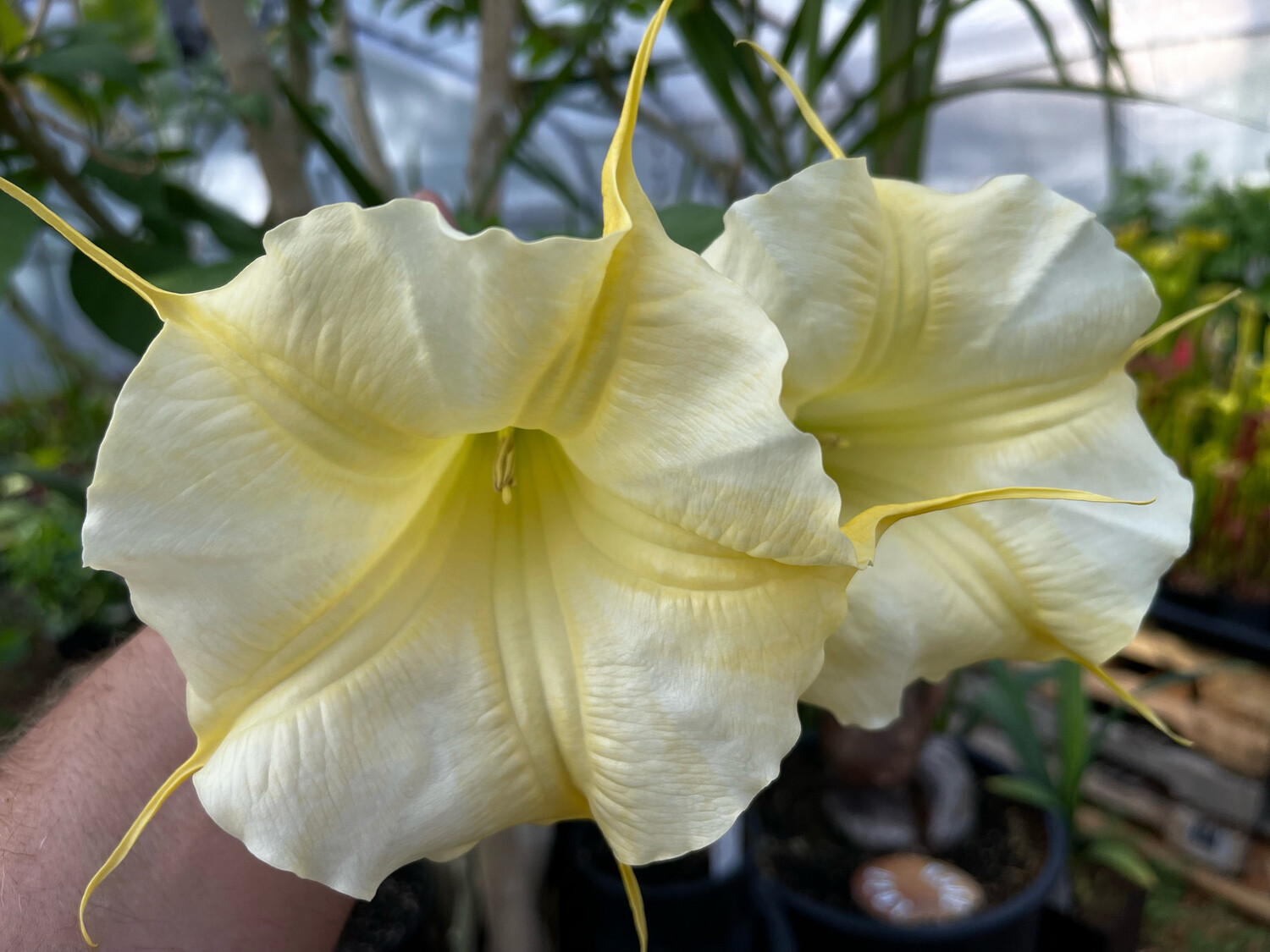 Brugmansia (Orange Cream Flower) - Rooted Cuttings