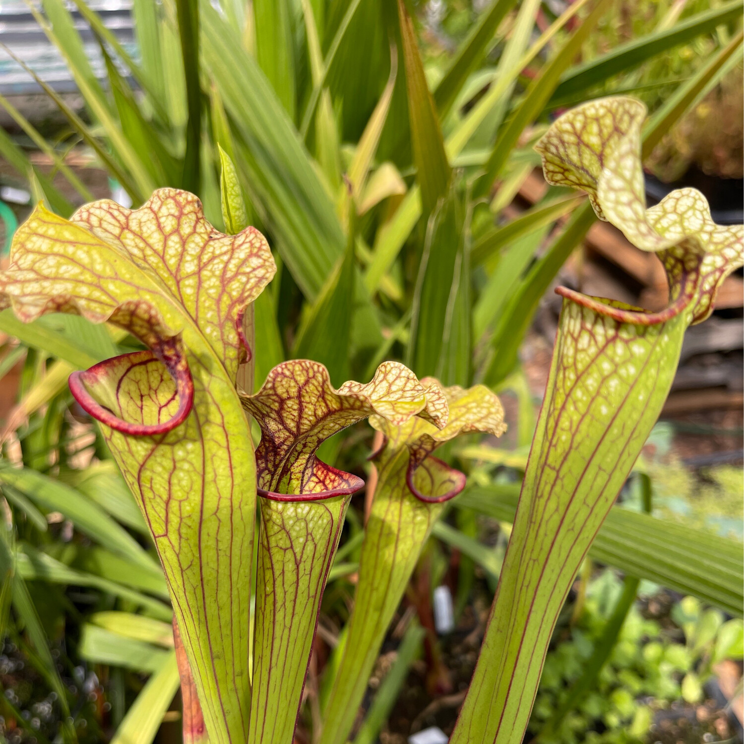Sarracenia “Judith Hindle” pitcher plant for sale Canada