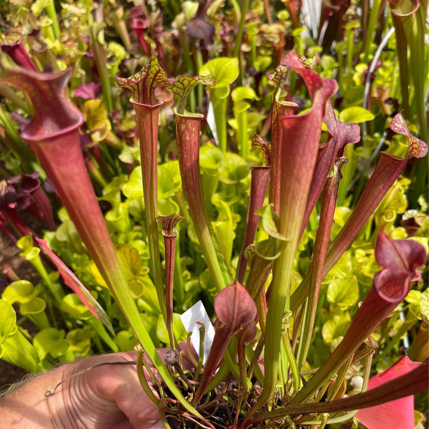 Sarracenia “Judith Hindle” pitcher plant for sale Canada