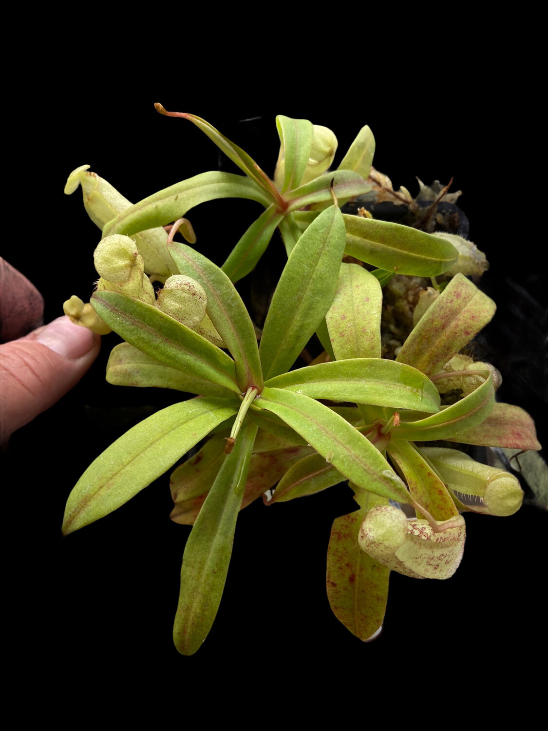 Nepenthes spectabilis for sale Carnivorous plants for sale Canada