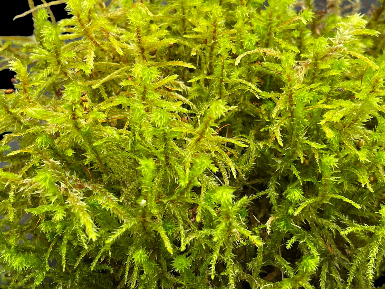 Live Moss - Rhytidiadelpus Sp.