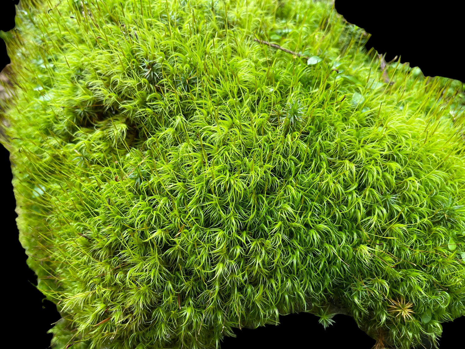 Live Moss - Dicranum Sp.