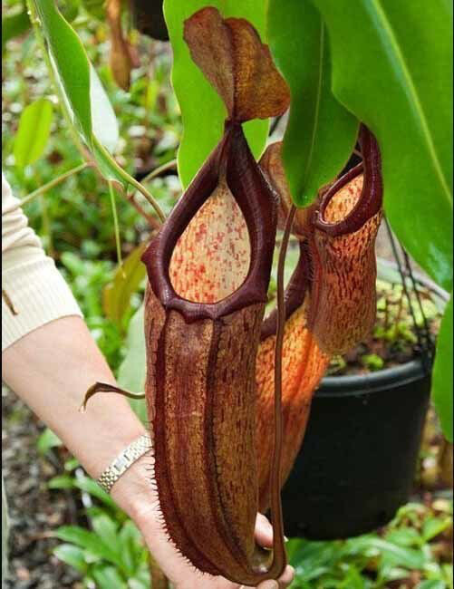 Nepenthes for sale Carnivorous plants for sale Canada