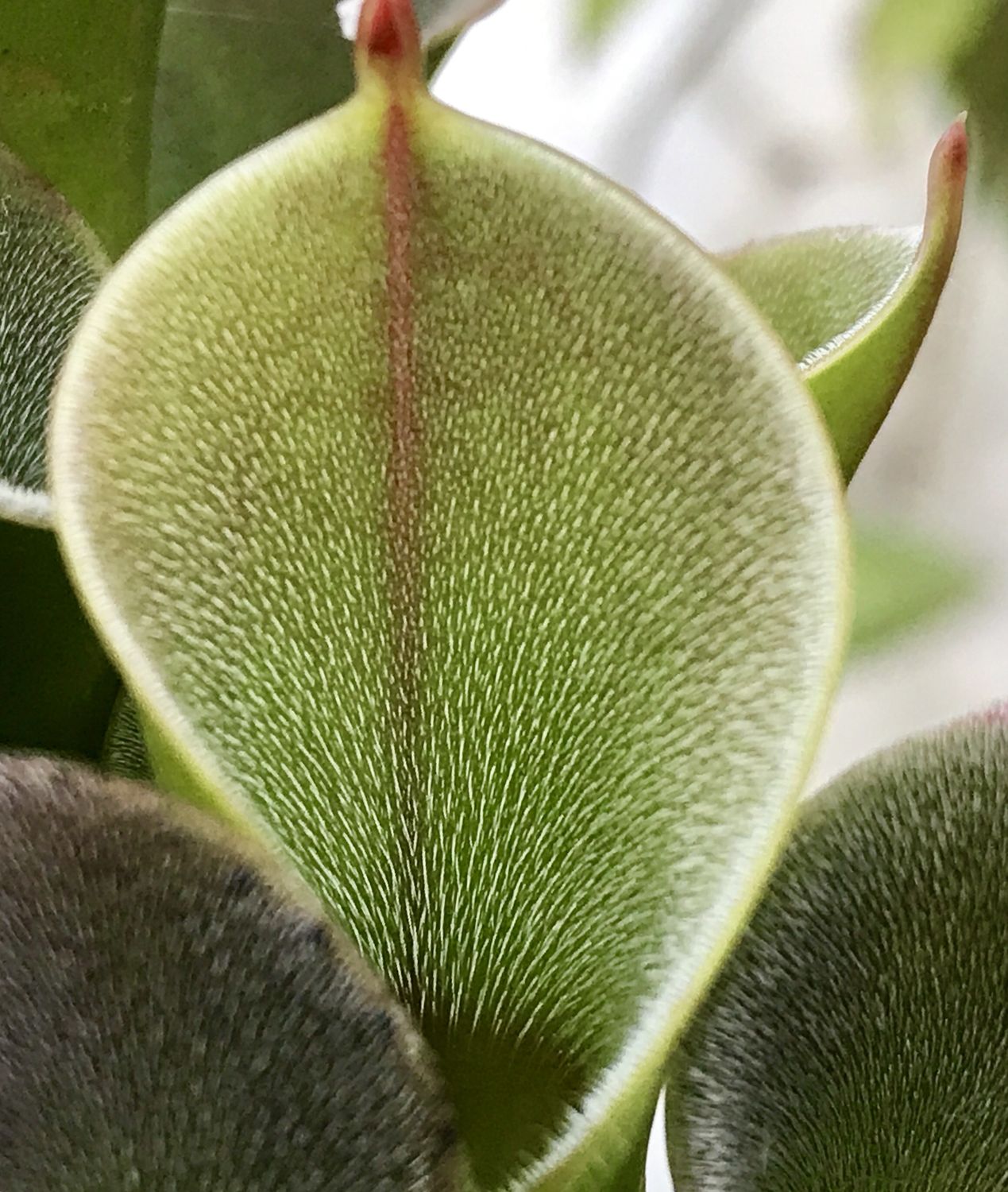 Heliamphora pulchella, Churi Tepui - Large juvenile pitchers