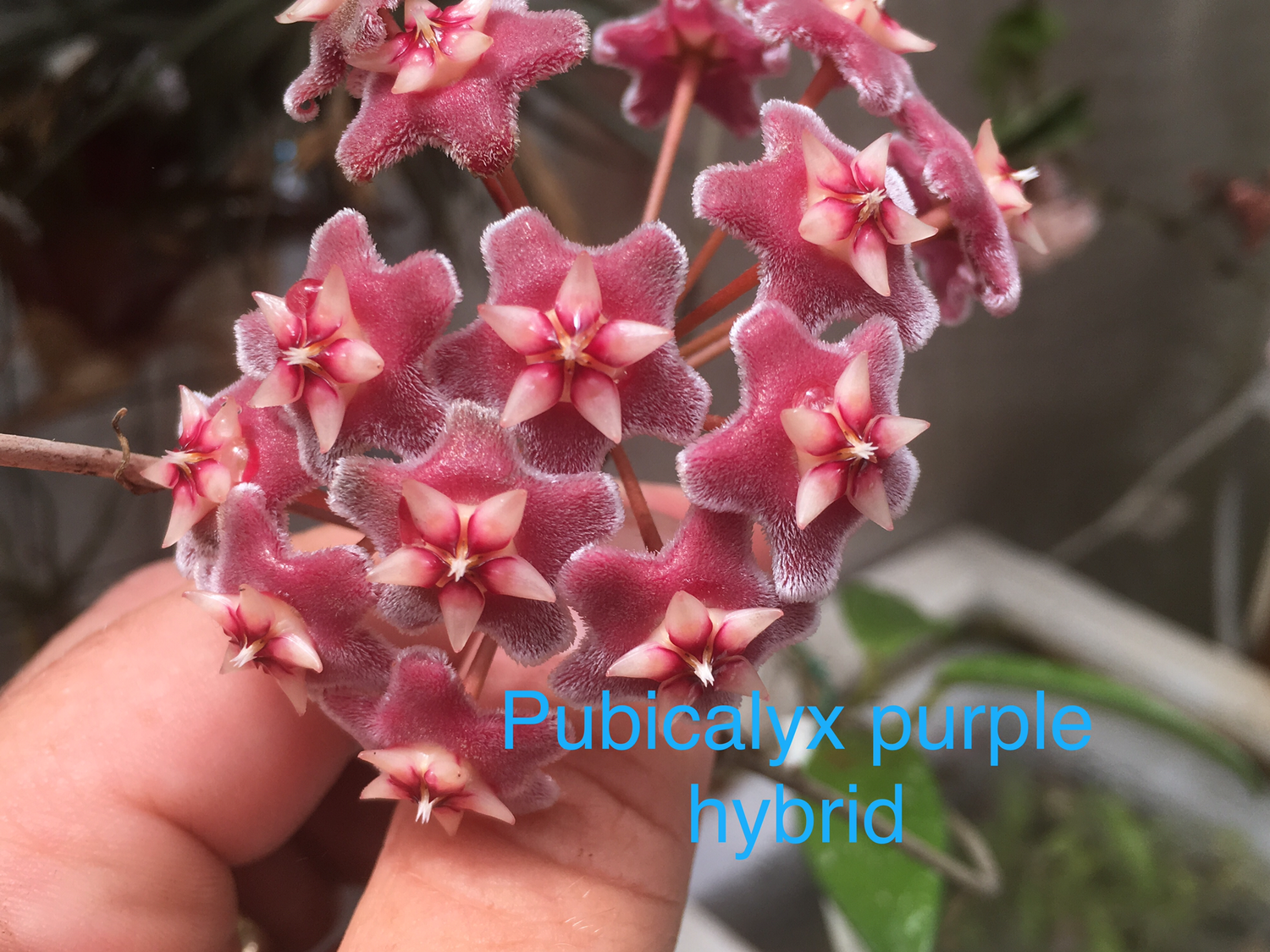 Hoya For sale Canada Hoya pubicalyx purple hybrd