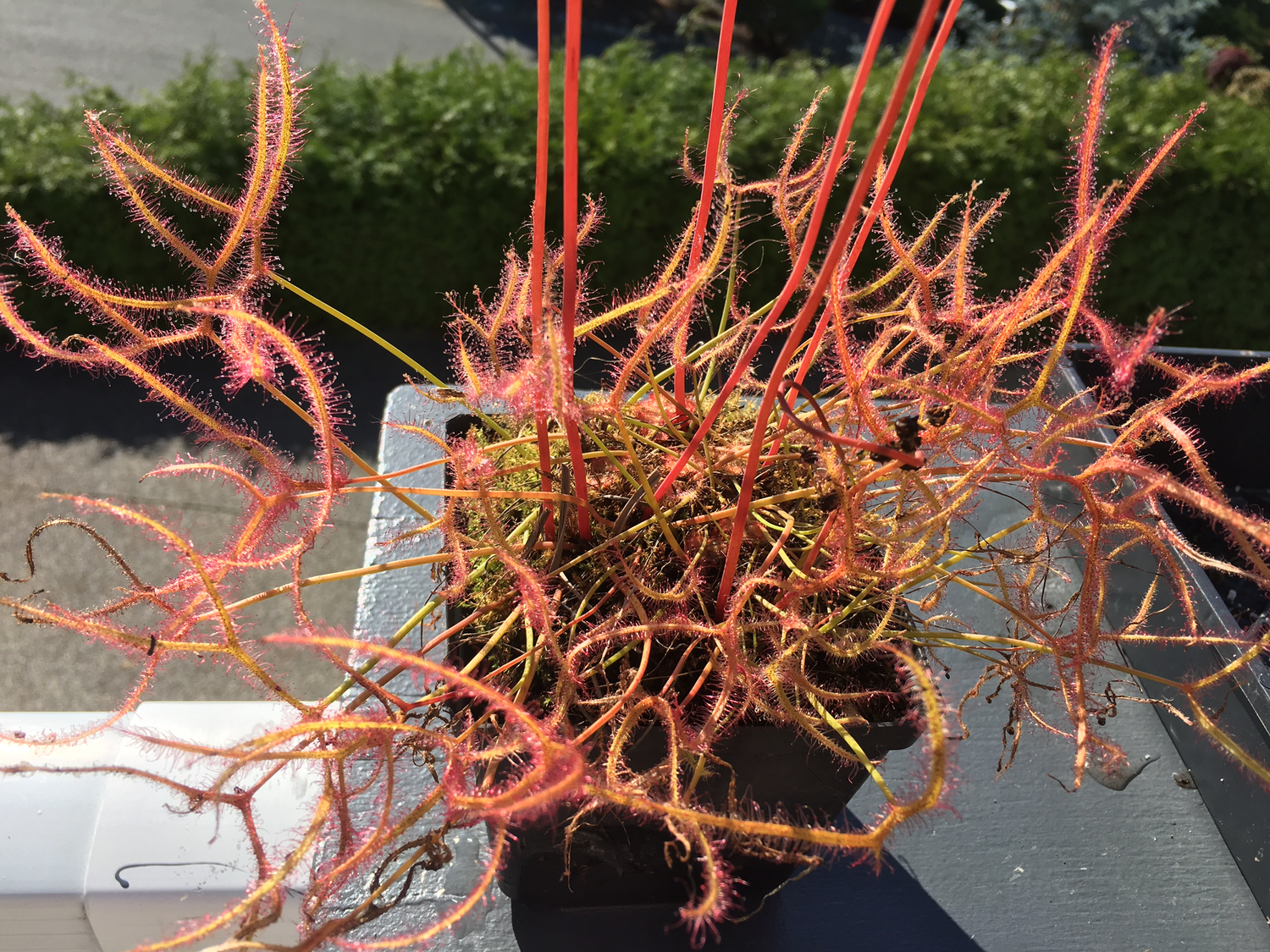 Drosera binata The forked leaf sundew for sale Canada