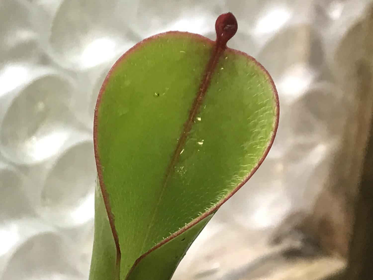 Heliamphora minor Carnivorous plants for sale Canada