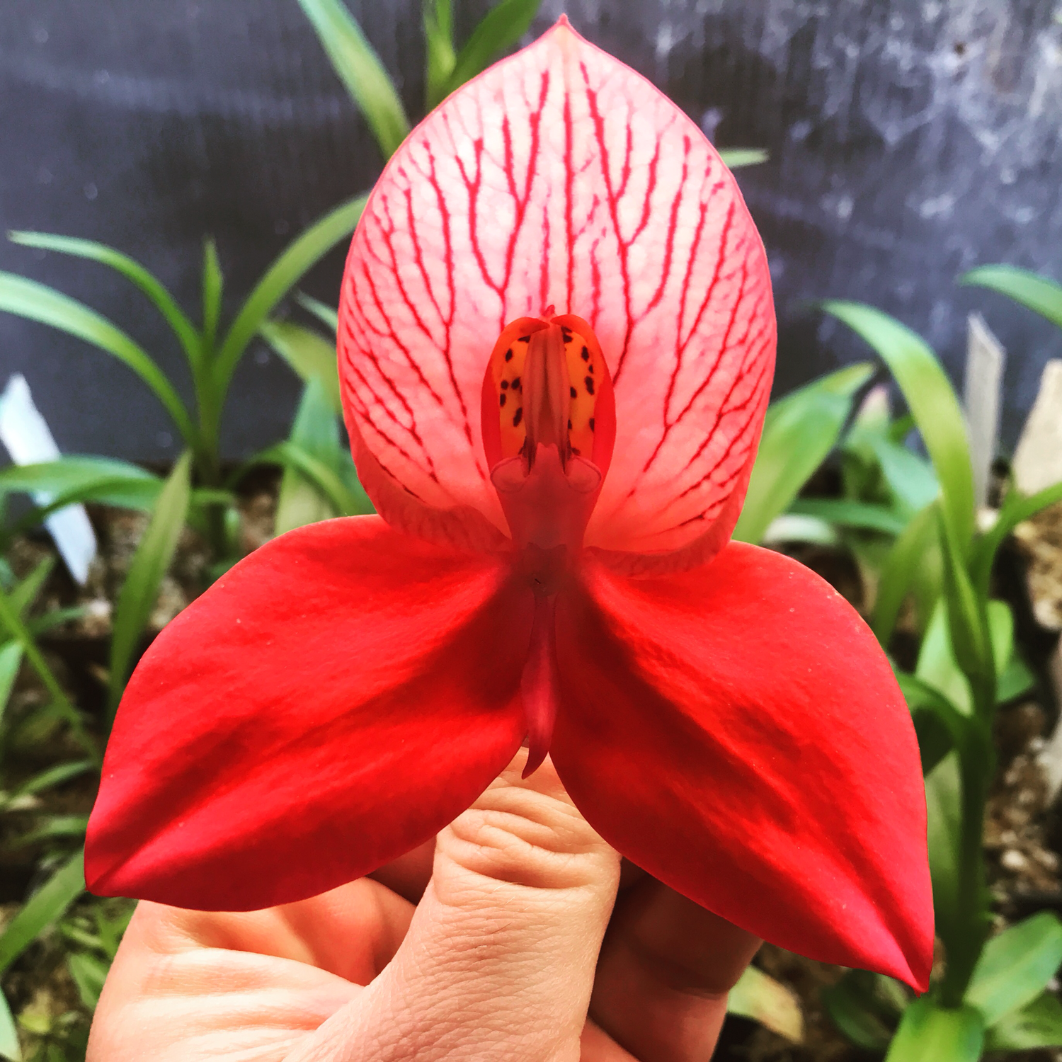 Disa uniflora Orchid