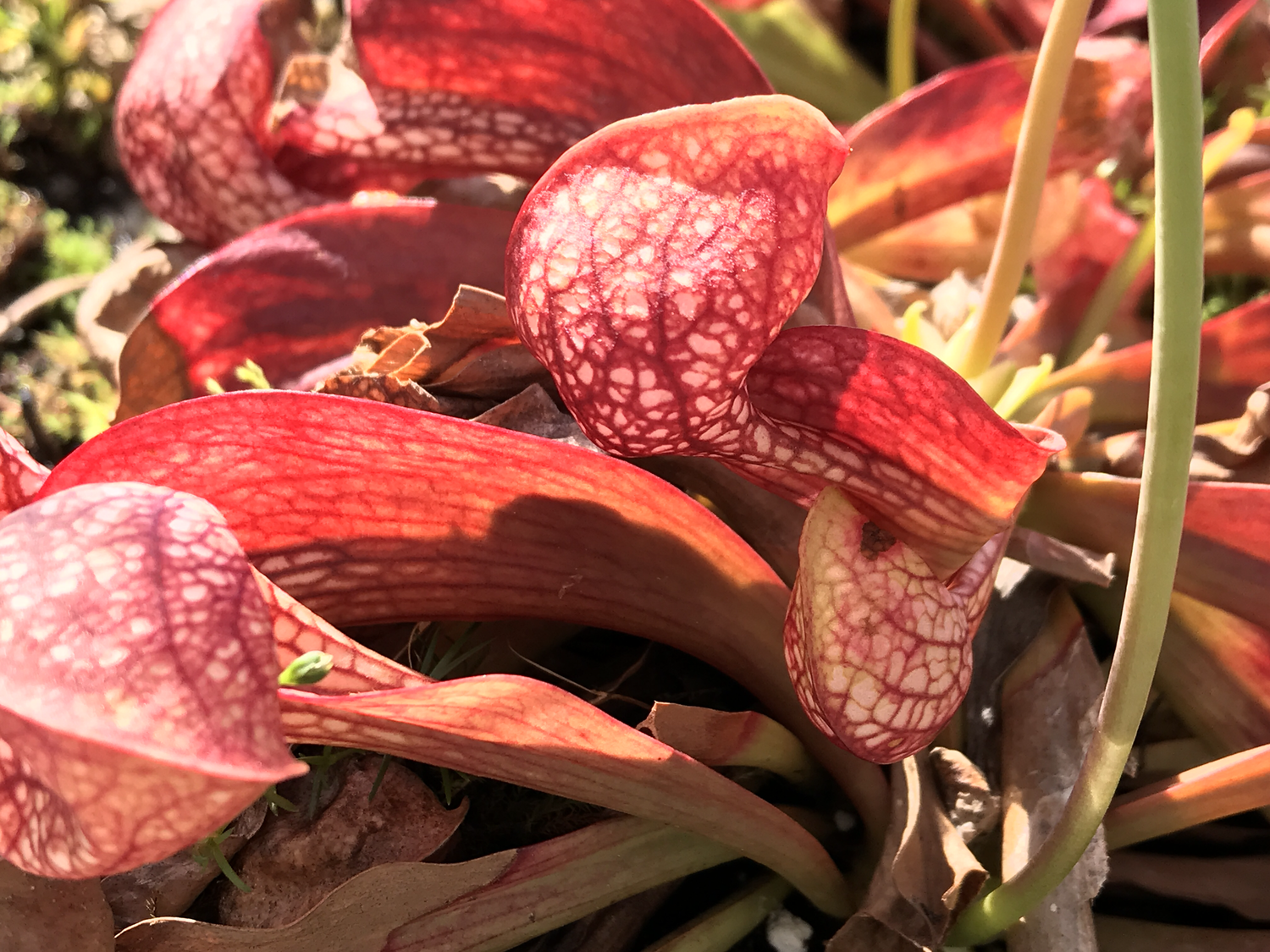 Sarracenia psittacina pitcher plant for sale Canada