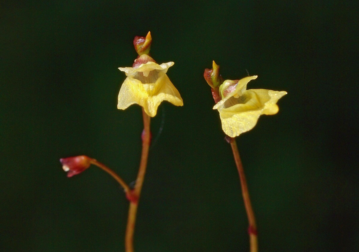 Utricularia Bladderwort for sale Canada