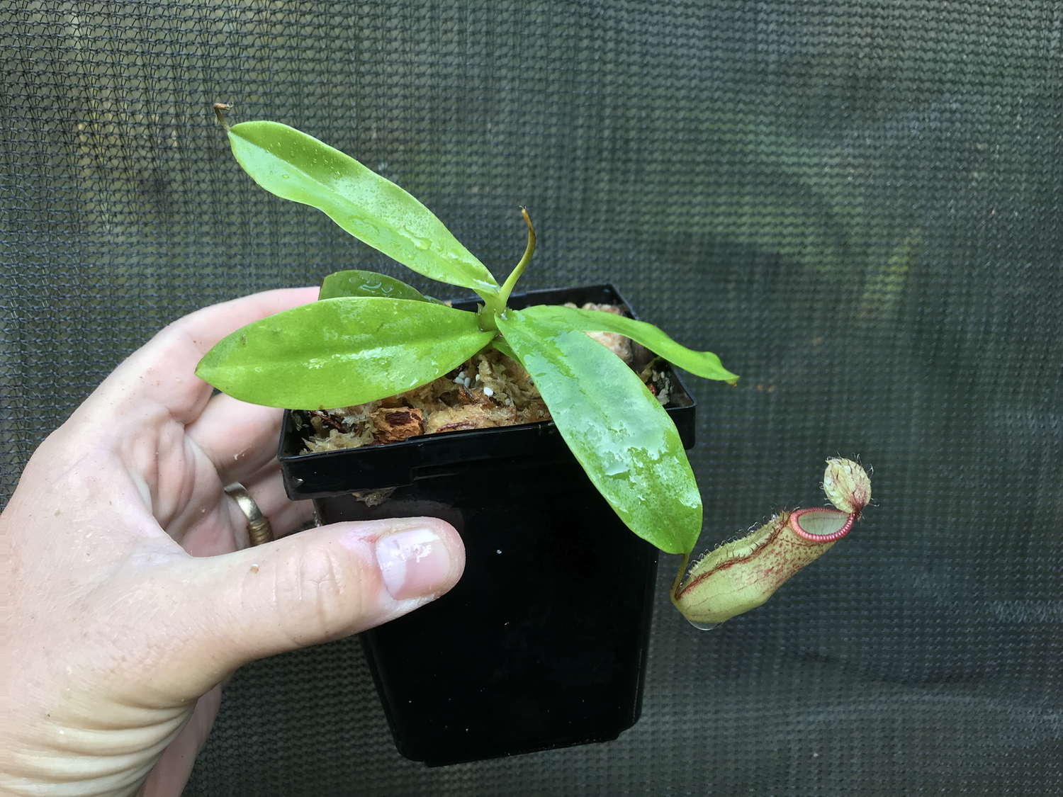 Nepenthes undulatifloia x hamata for sale Carnivorous plants Canada