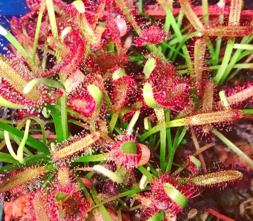 Drosera capensis Cape Sundew “narrow Leaf”