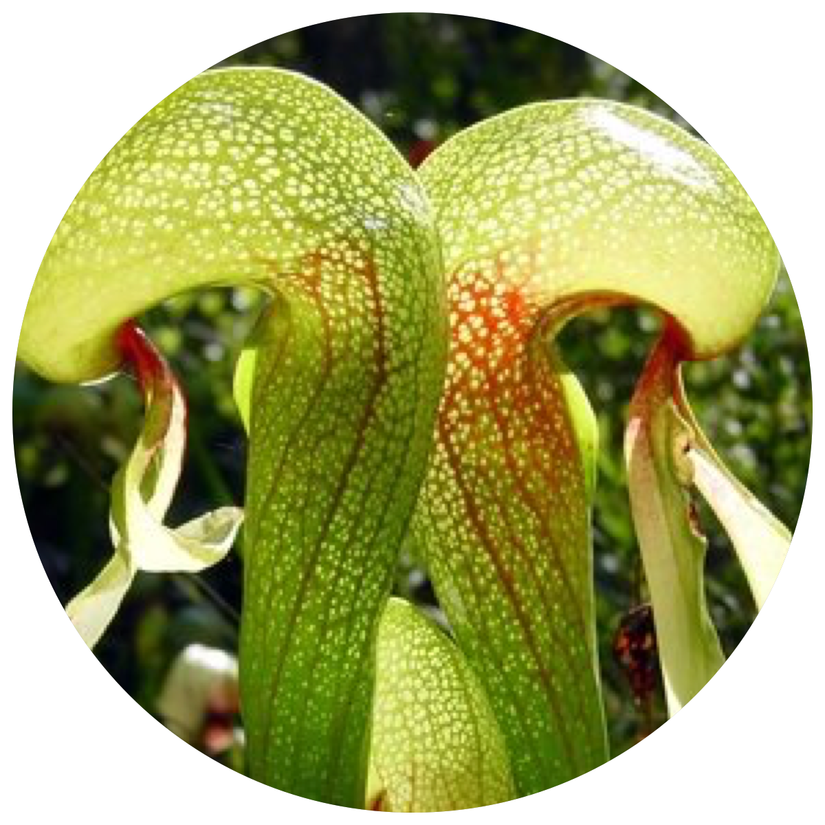 DARLINGTONIA /COBRA LILY'S FOR SALE