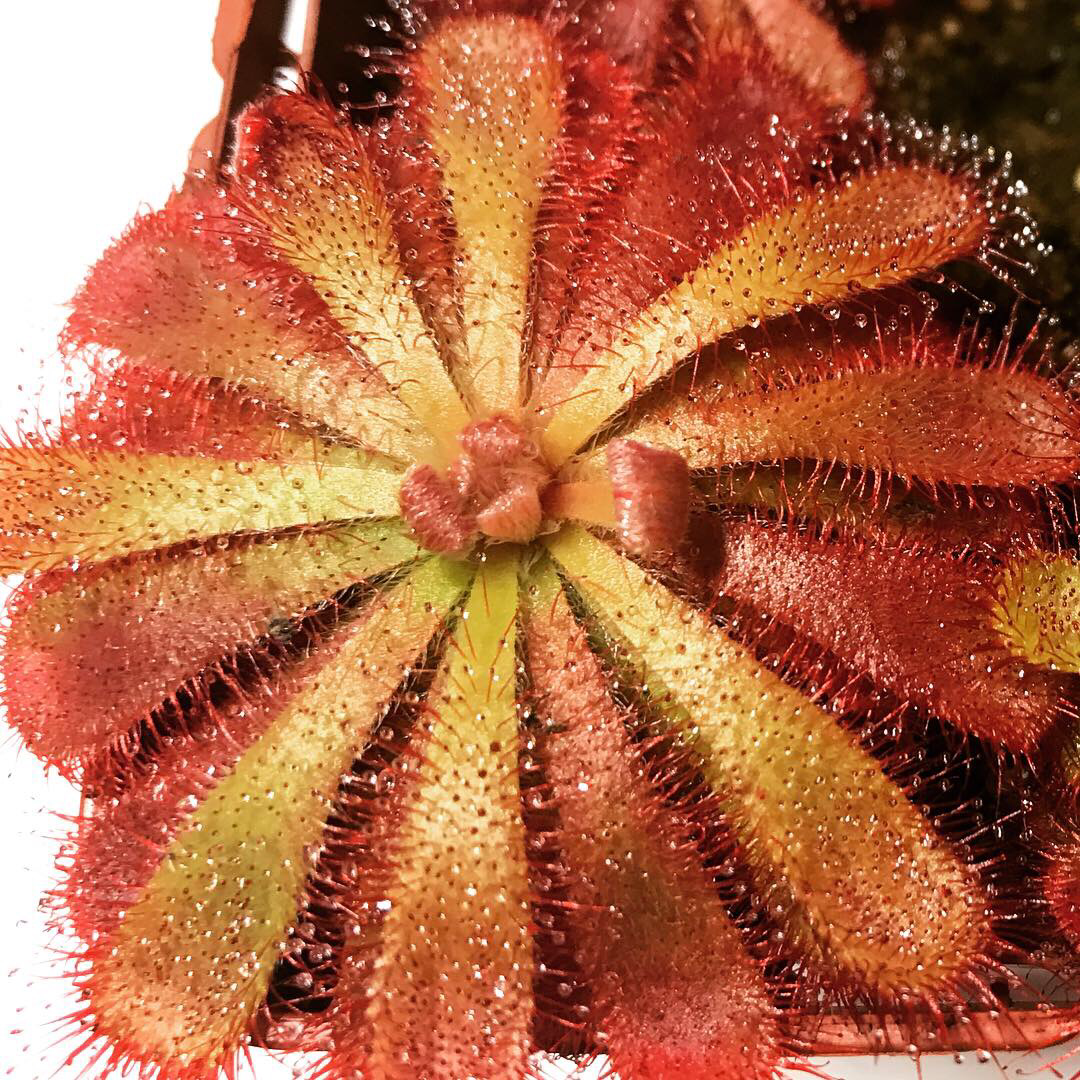 Drosera aliciae Alice sundew for sale Canada