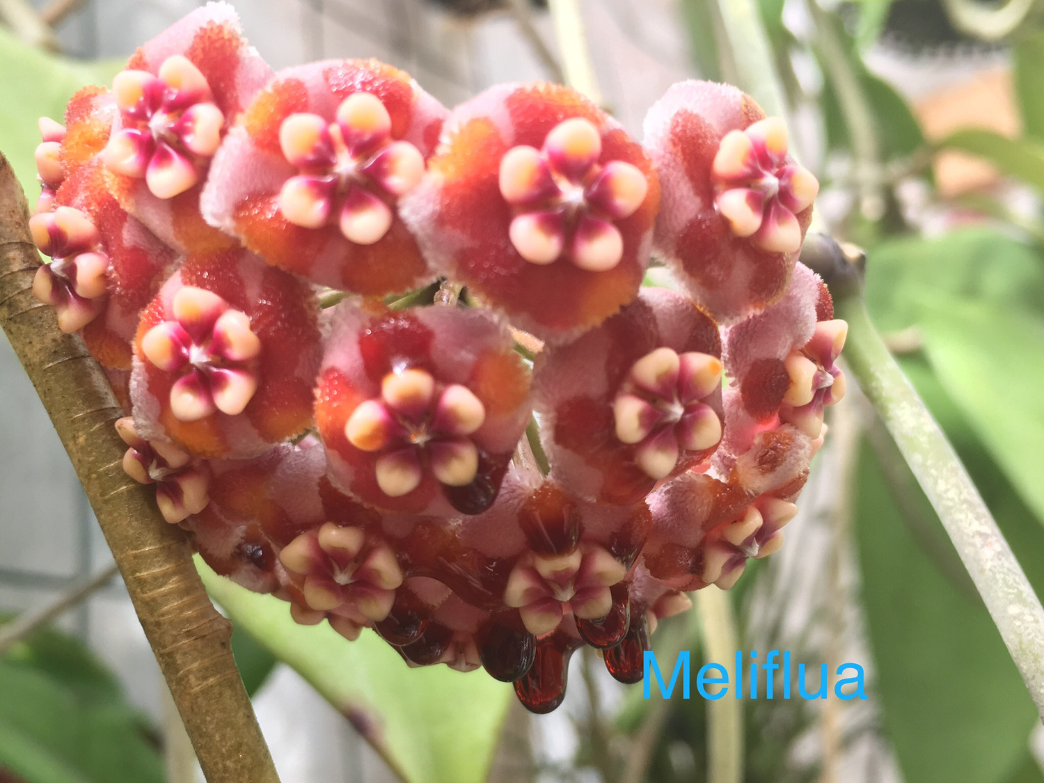 Hoya For sale Canada Hoya meliflua