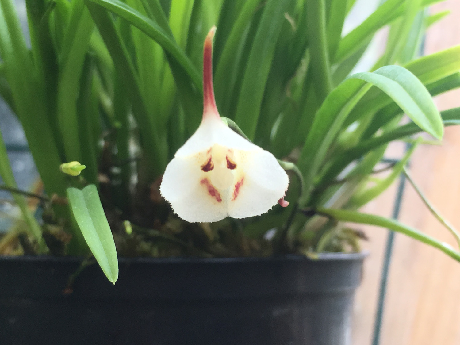 Dracula Lotax Orchid