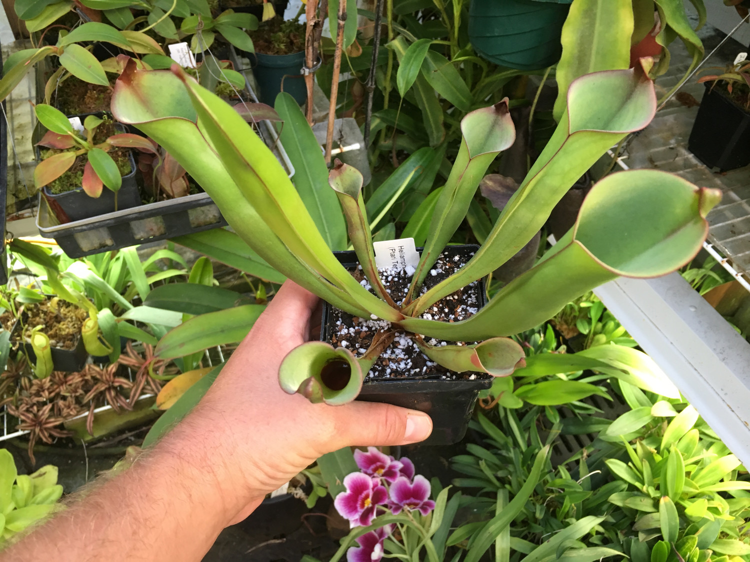 Heliamphora Purpurascens Carnivorous plants for sale Canada