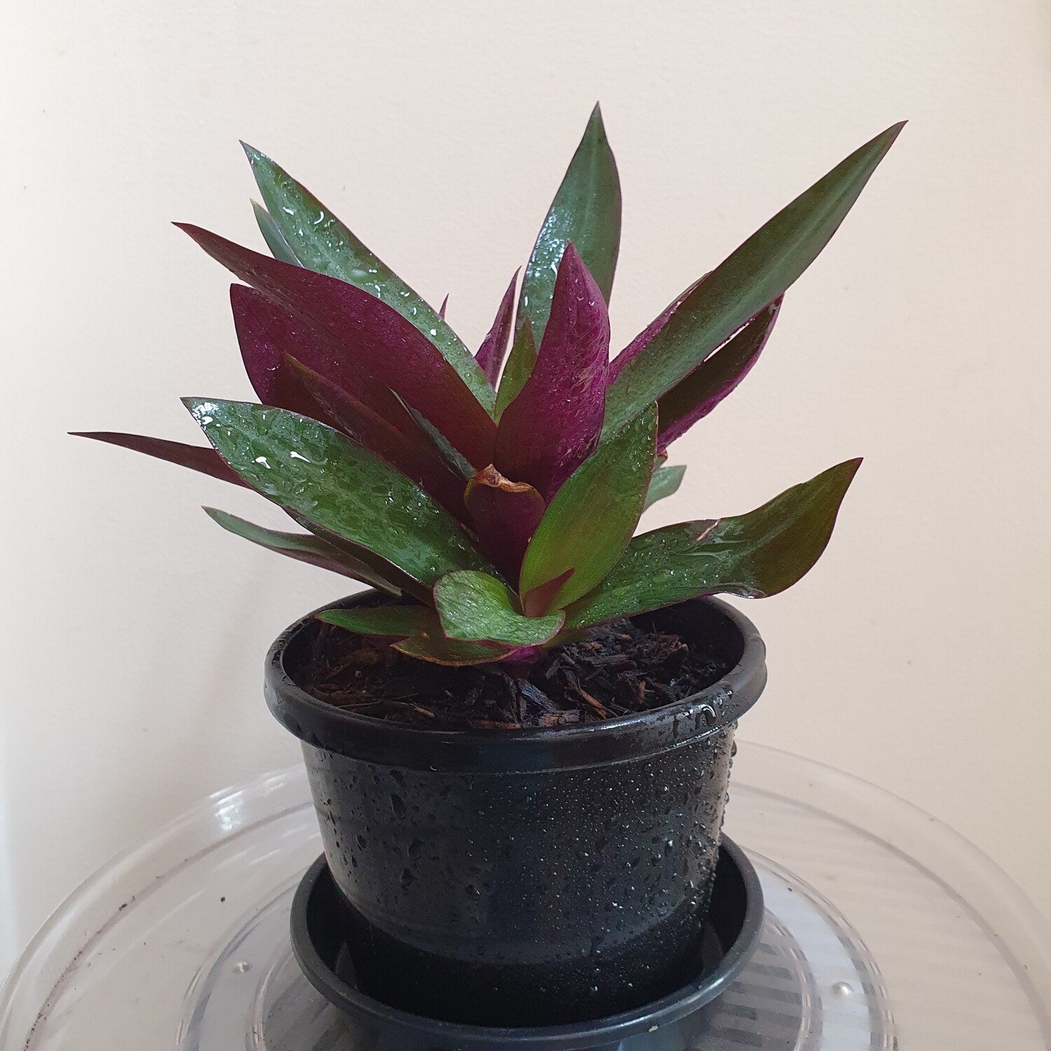 Colourful Tradescantia Spathacea ‘Rhoeo Dwarf Purple’