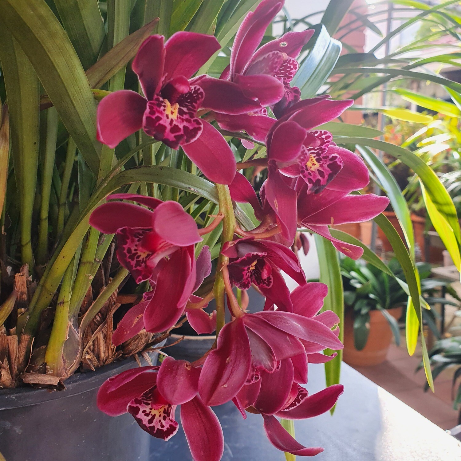 Dazzling Cymbidium Orchids 'Ruby Eyes Red Baron' - Luxurious Blooms ...