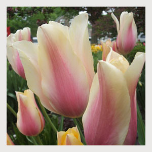 Blushing Beauty (10 Bulbs) – Store – Tulip Town Bulb Company