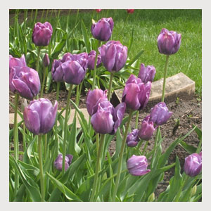Bleu Aimable (10 Bulbs) – Store – Tulip Town Bulb Company