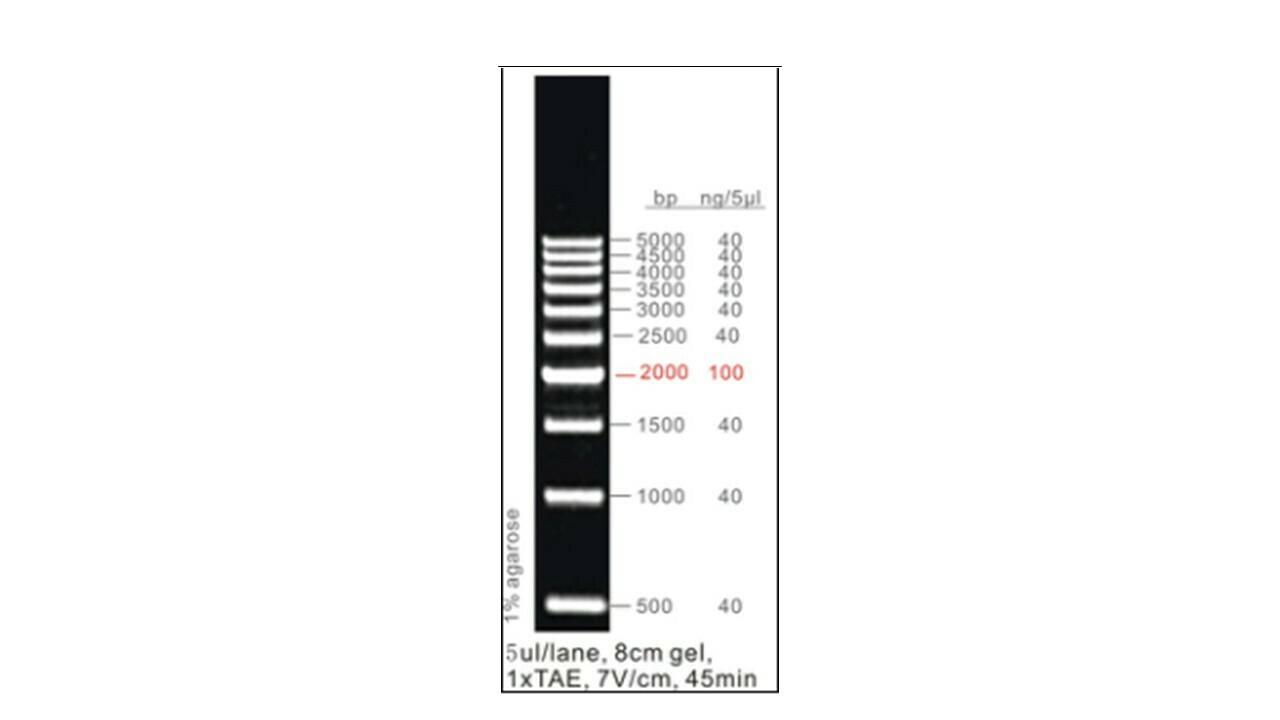 500 bp DNA Ladder - 50 μg