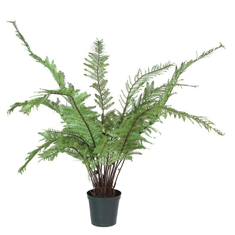 Giant Tree Fern In Pot