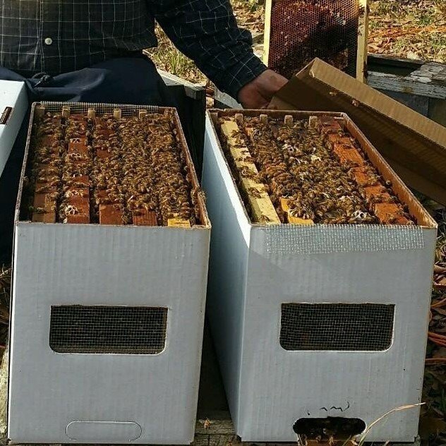 5 Frame NUCs Pre-Order, May 29th 2024 Wisconsin