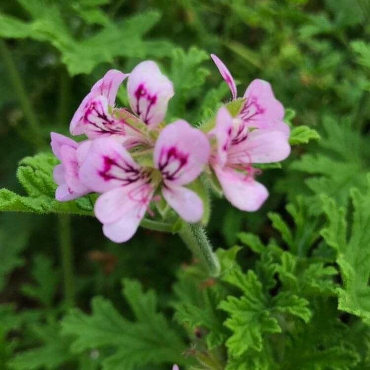 Geranium Rose