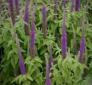 Teucrium ‘ Purple Tails’