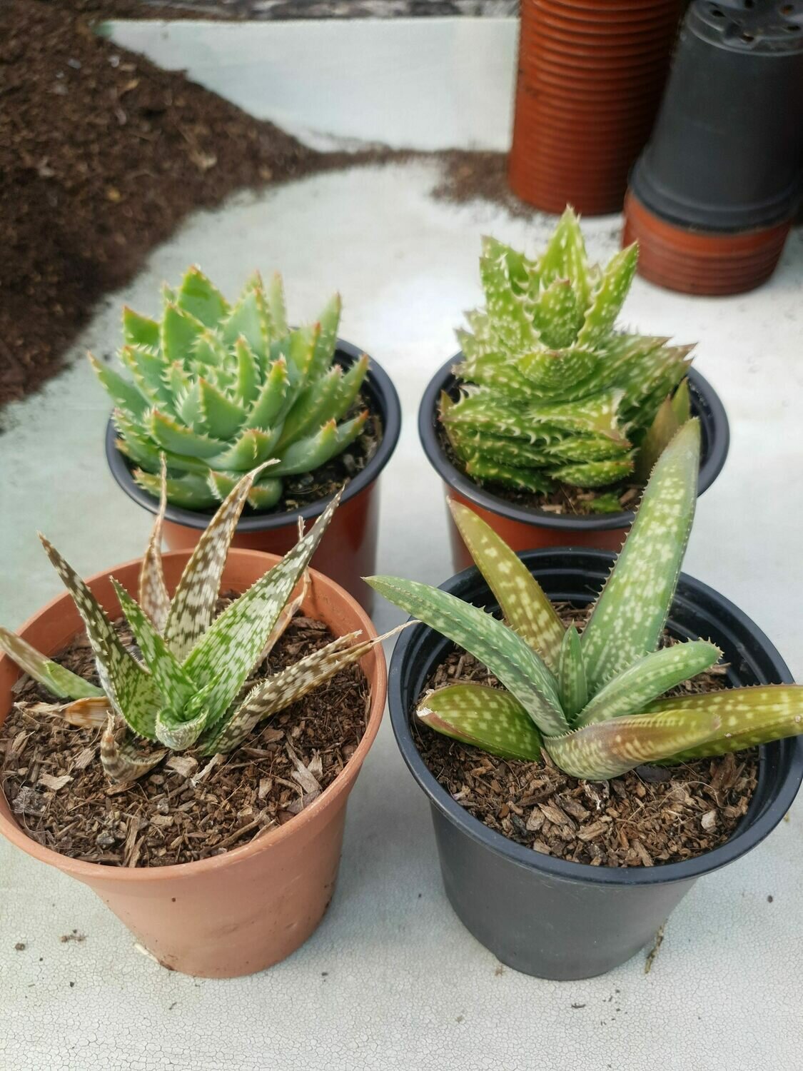 The Aloe Collection (4 x 9cm potted plants)