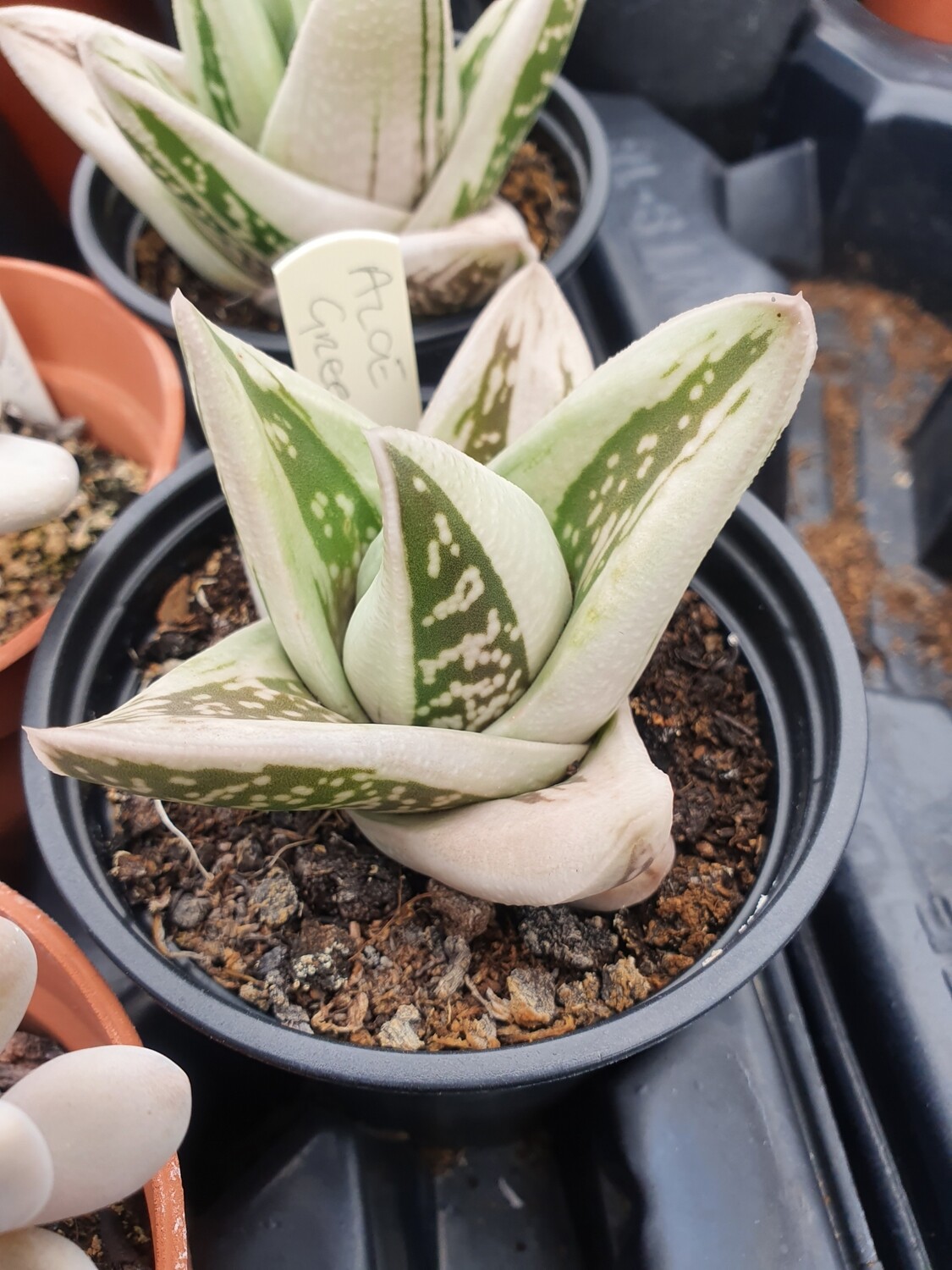 Aloe Green Ice (1x 9cm pot)
